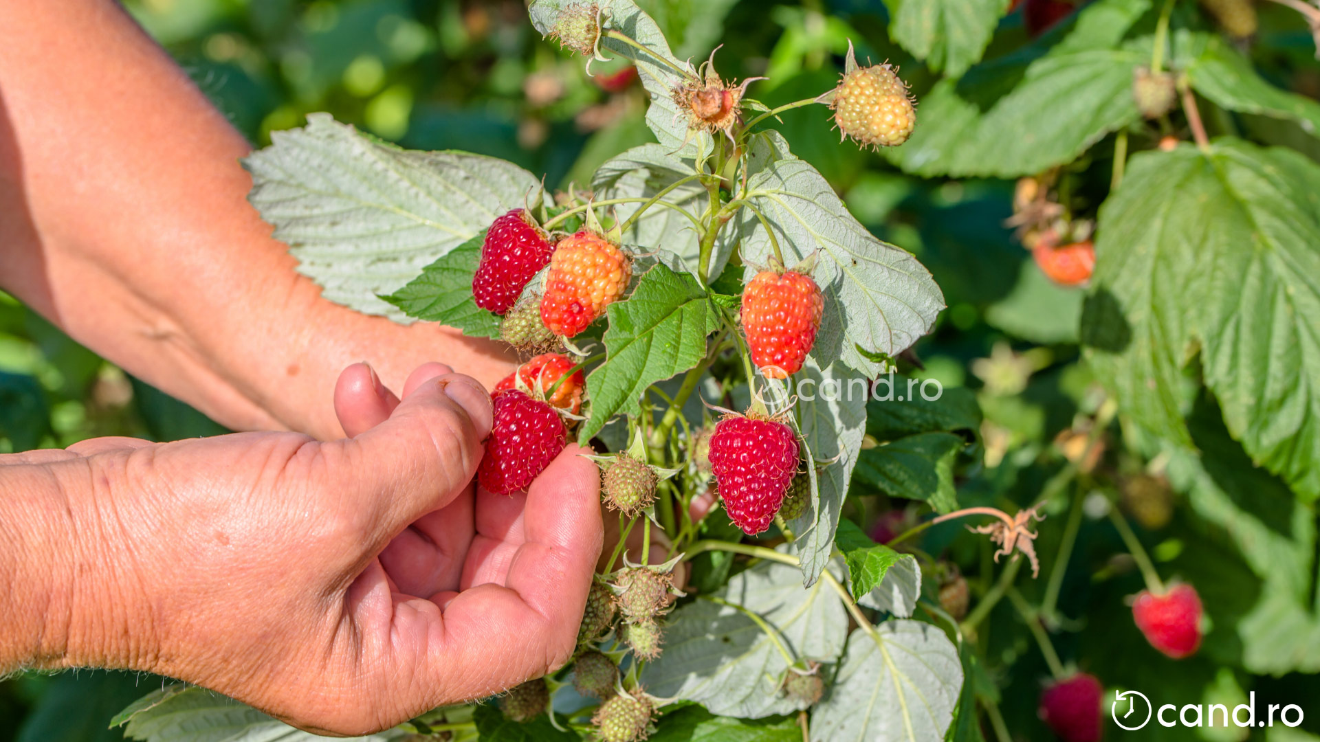 Cand se planteaza zmeura in gradina. In ce perioada? - cand.ro