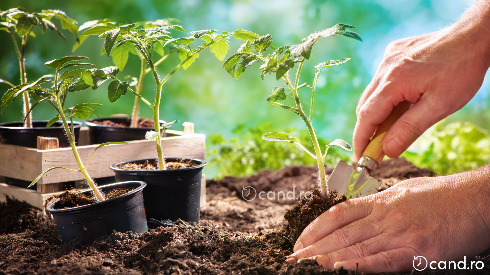 Cand se planteaza rasadurile de rosii in gradina ta - cand.ro