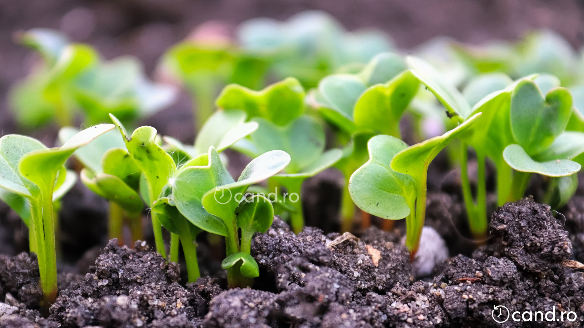 Cand se planteaza ridichile in gradina. Cea mai buna perioada - cand.ro