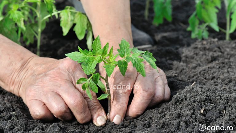 Cand se planteaza rasadurile de rosii in gradina ta - cand.ro