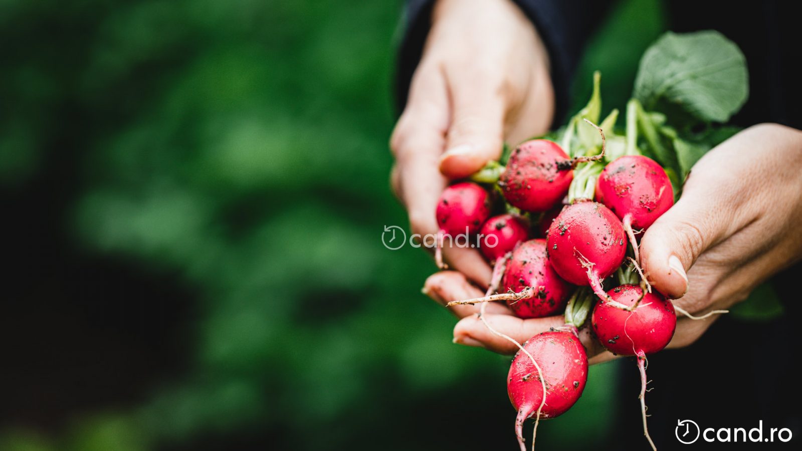 Cand se planteaza ridichile in gradina. Cea mai buna perioada - cand.ro