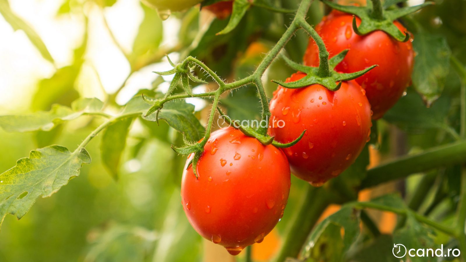 Cand se uda rosiile din gradina sau solar. Dimineata sau seara? - cand.ro