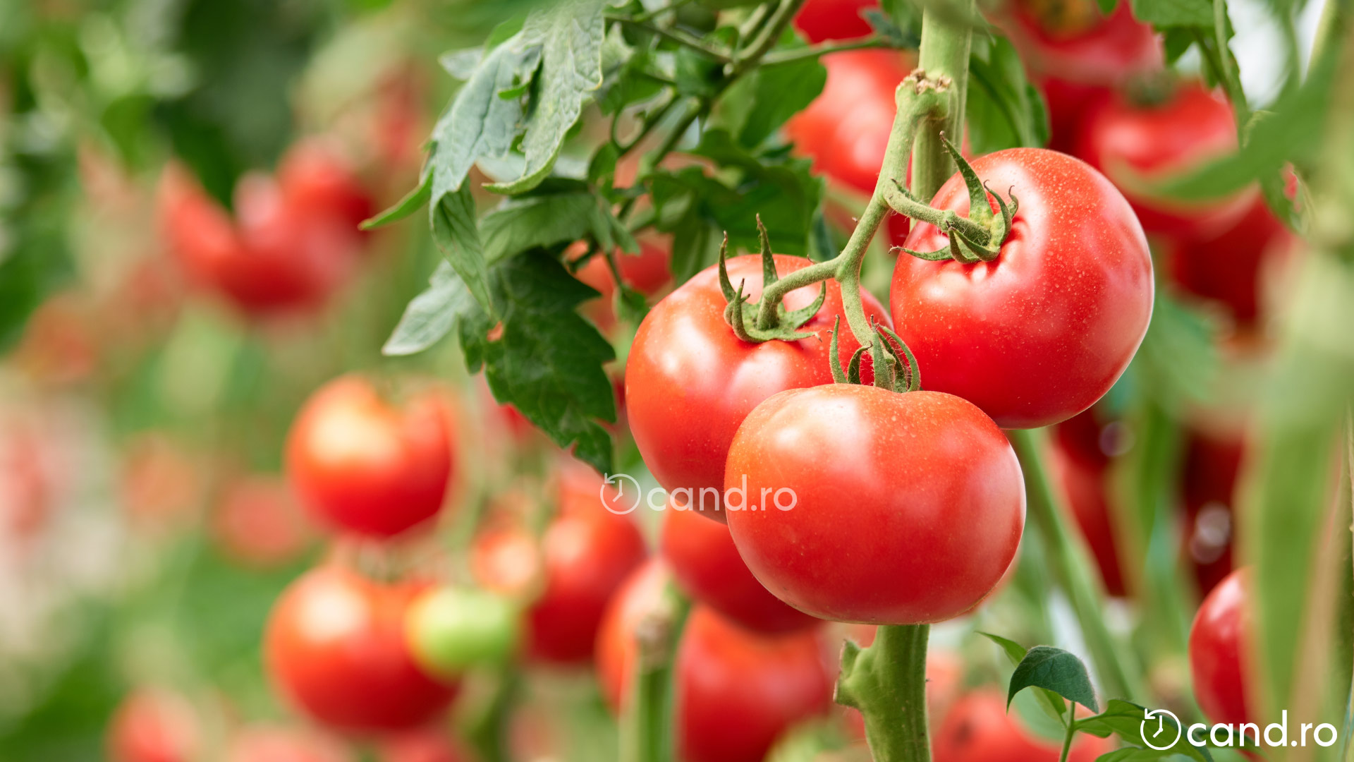 Cand se planteaza rasadurile de rosii in gradina ta - cand.ro
