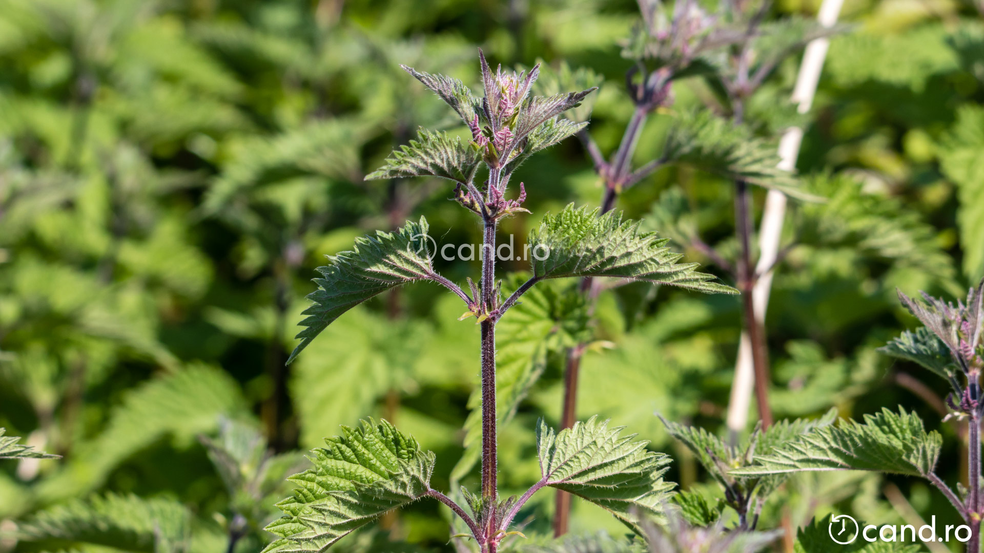 Vezi când se stropesc roșiile cu urzică și cum să prepari maceratul ...