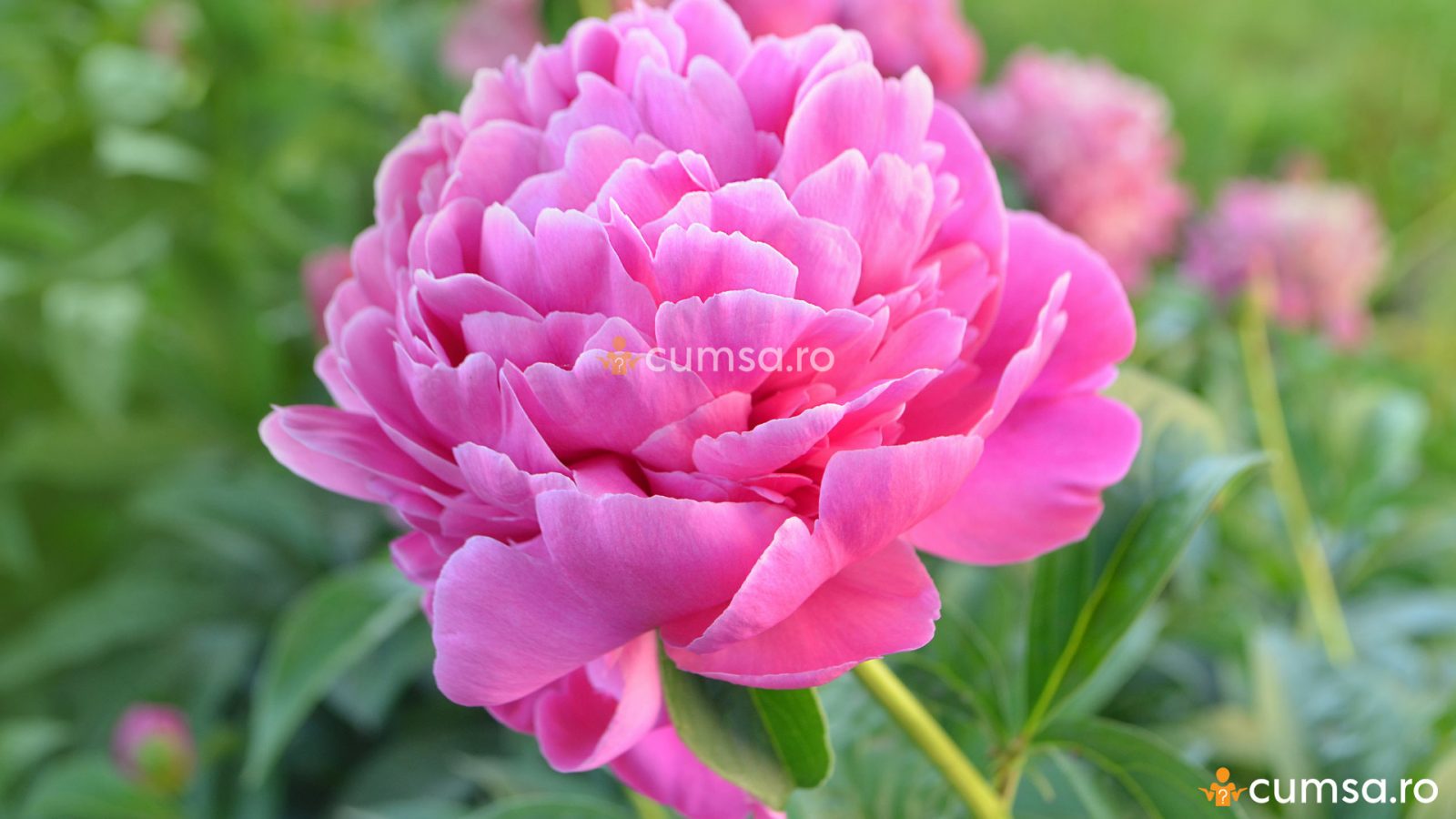 Cand se planteaza bujorii in gradina de acasa - cand.ro