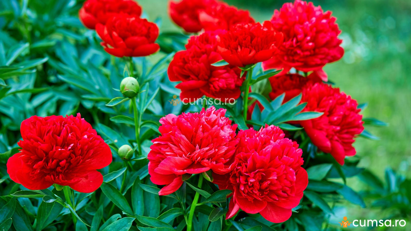 Cand se planteaza bujorii in gradina de acasa - cand.ro