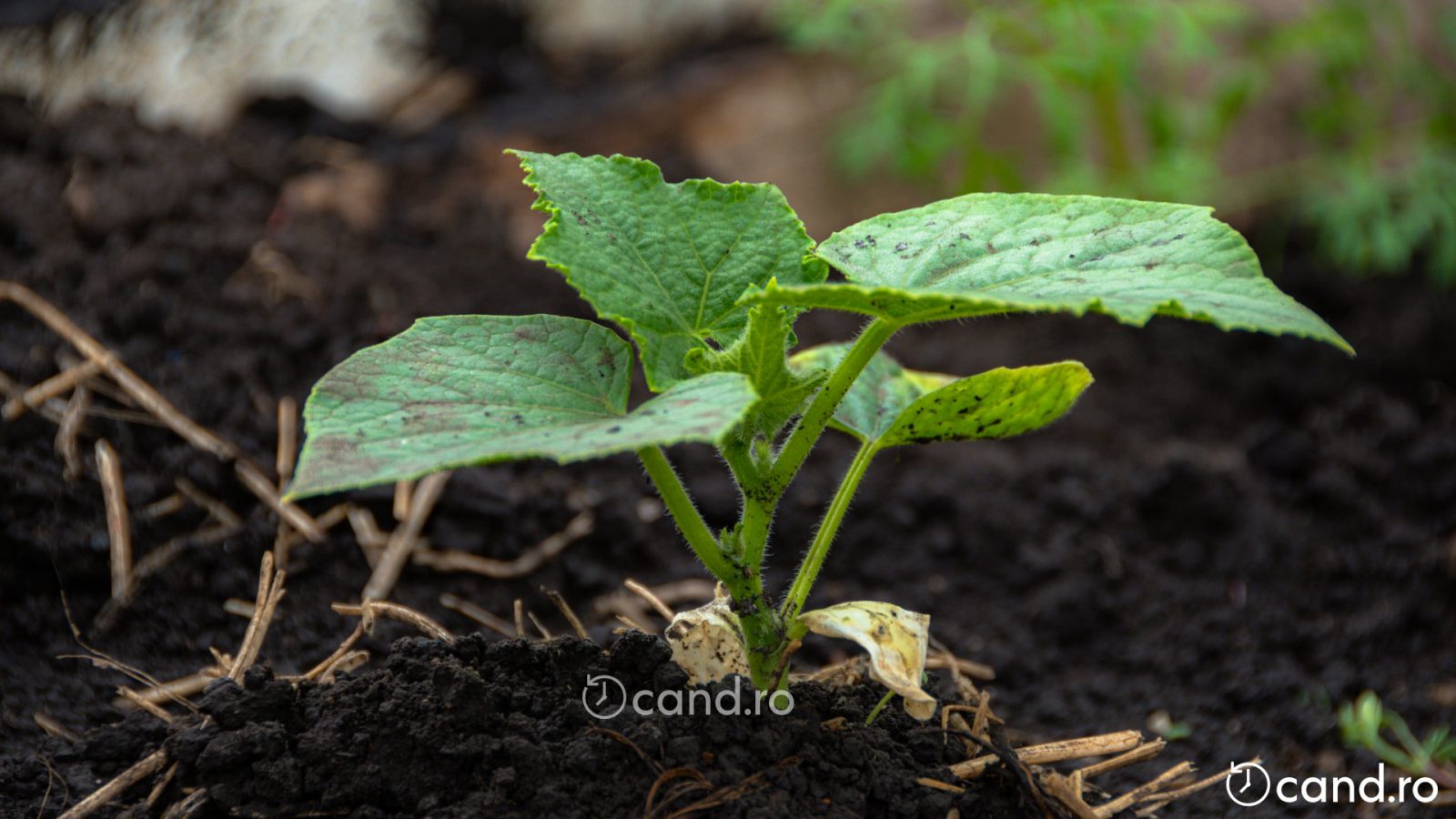 Cand se planteaza castravetii. Care este perioada optima? - cand.ro