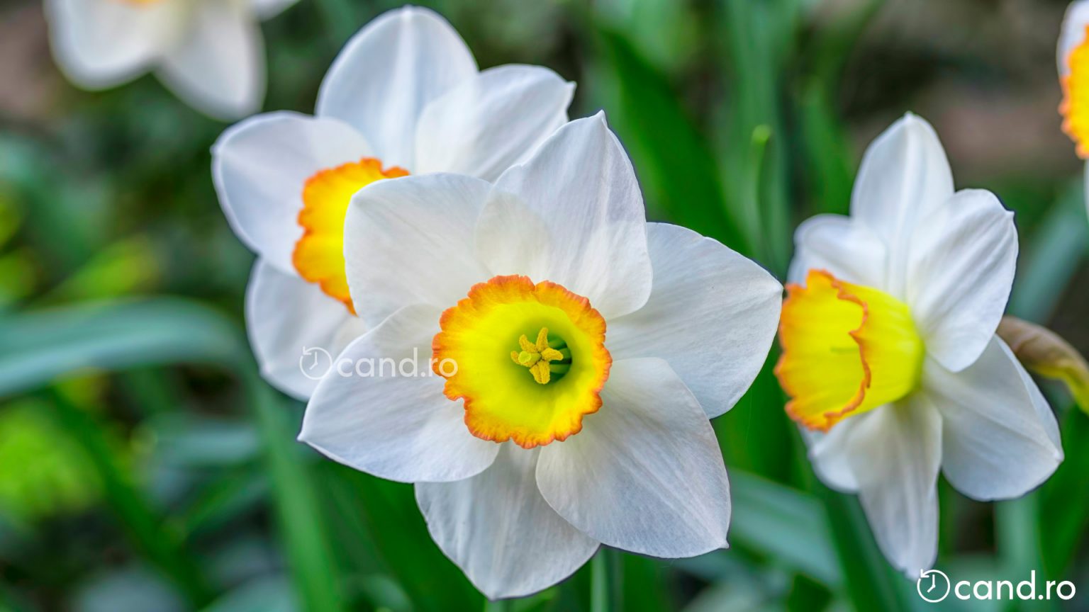Cand se planteaza narcisele sau bulbii de narcise - cand.ro