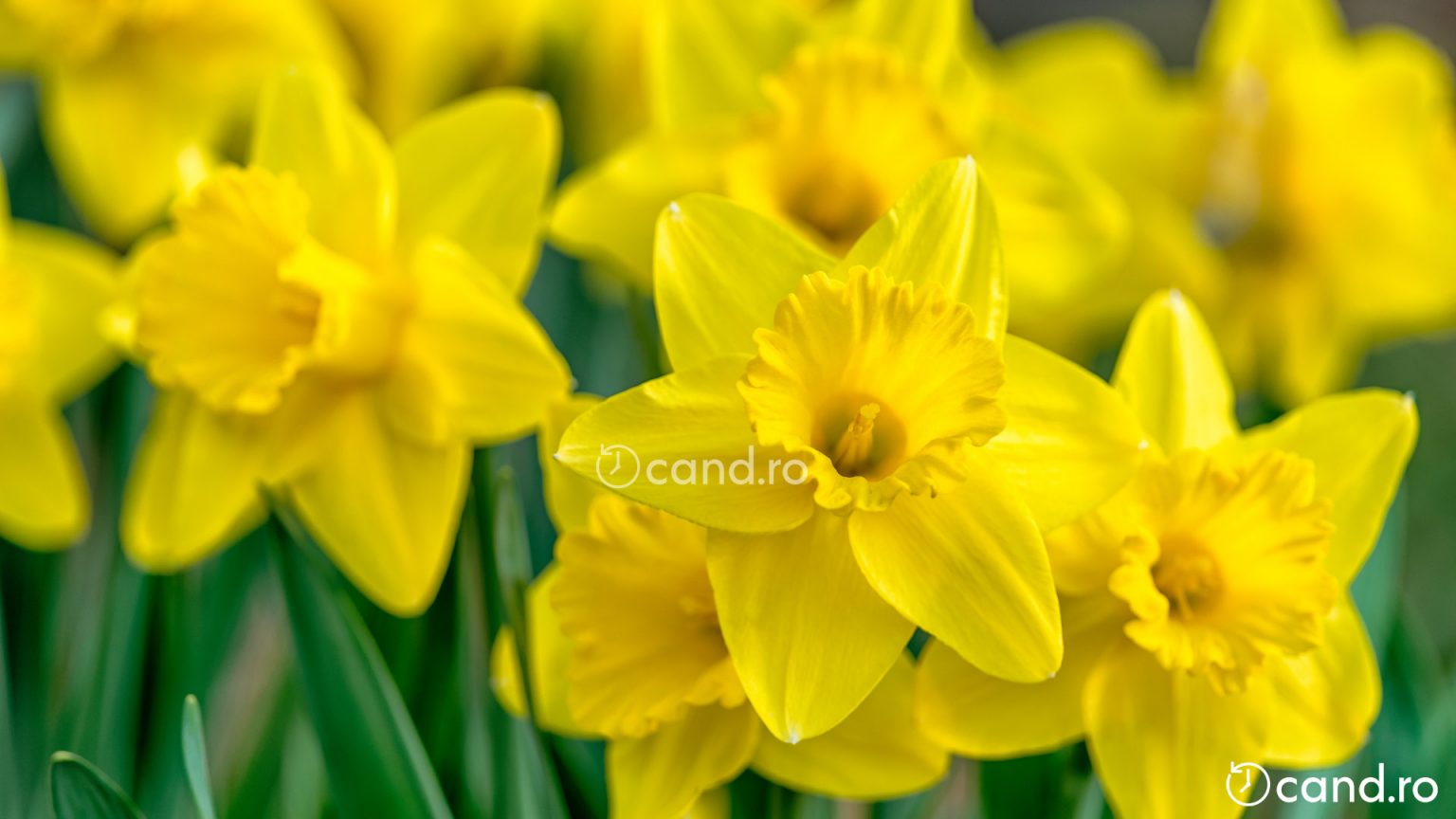 Cand se planteaza narcisele sau bulbii de narcise - cand.ro