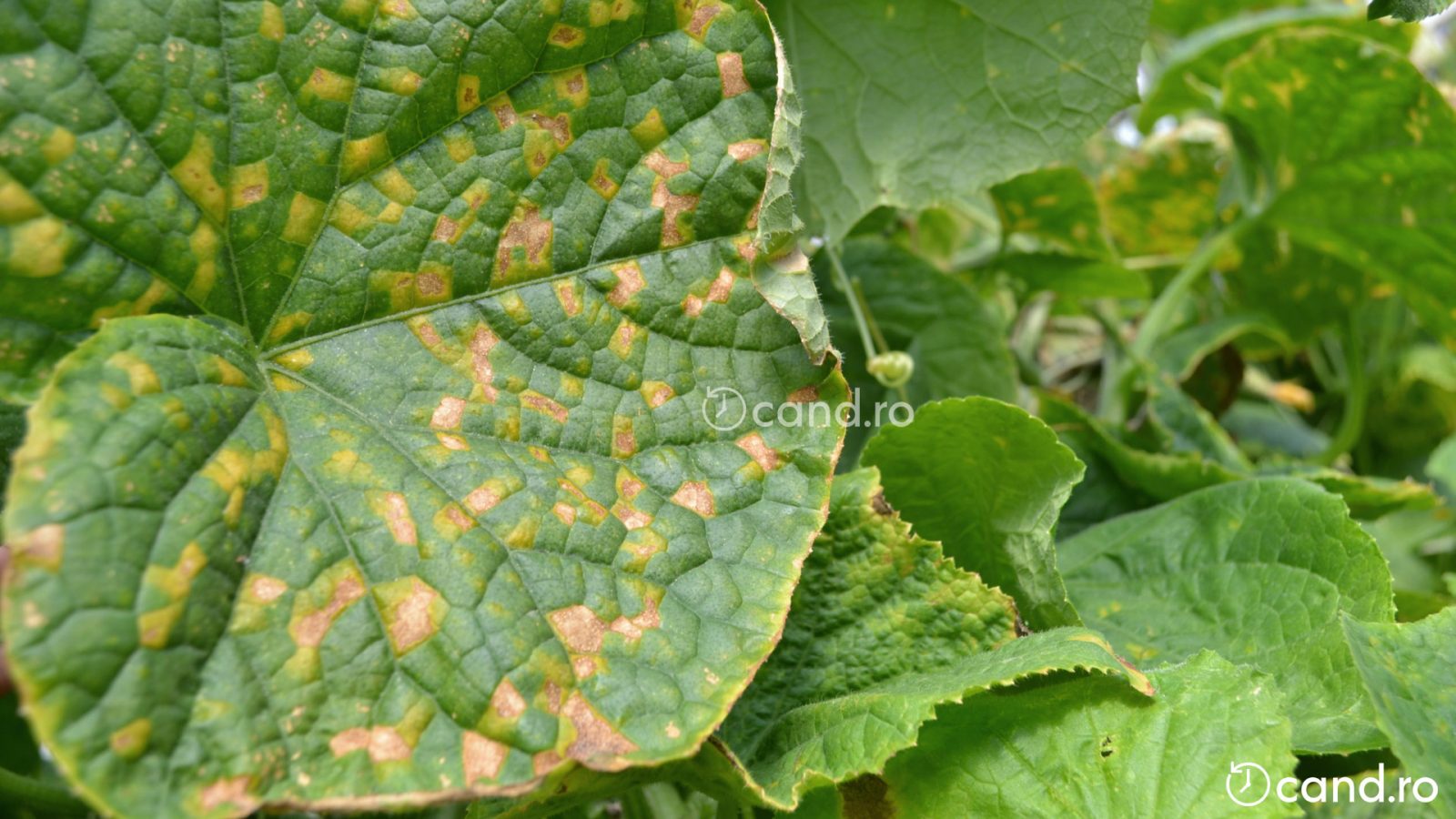 Cand se planteaza castravetii. Care este perioada optima? - cand.ro