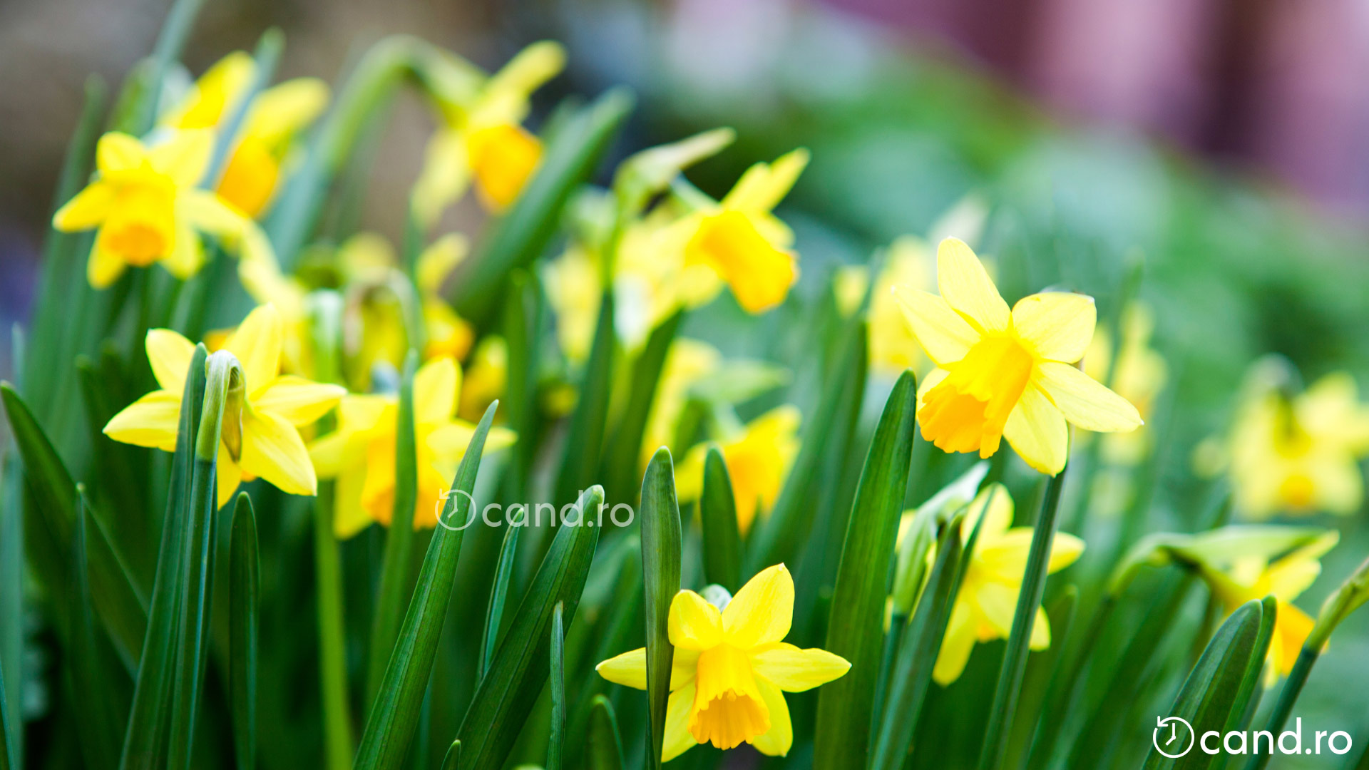 Cand se planteaza narcisele sau bulbii de narcise - cand.ro