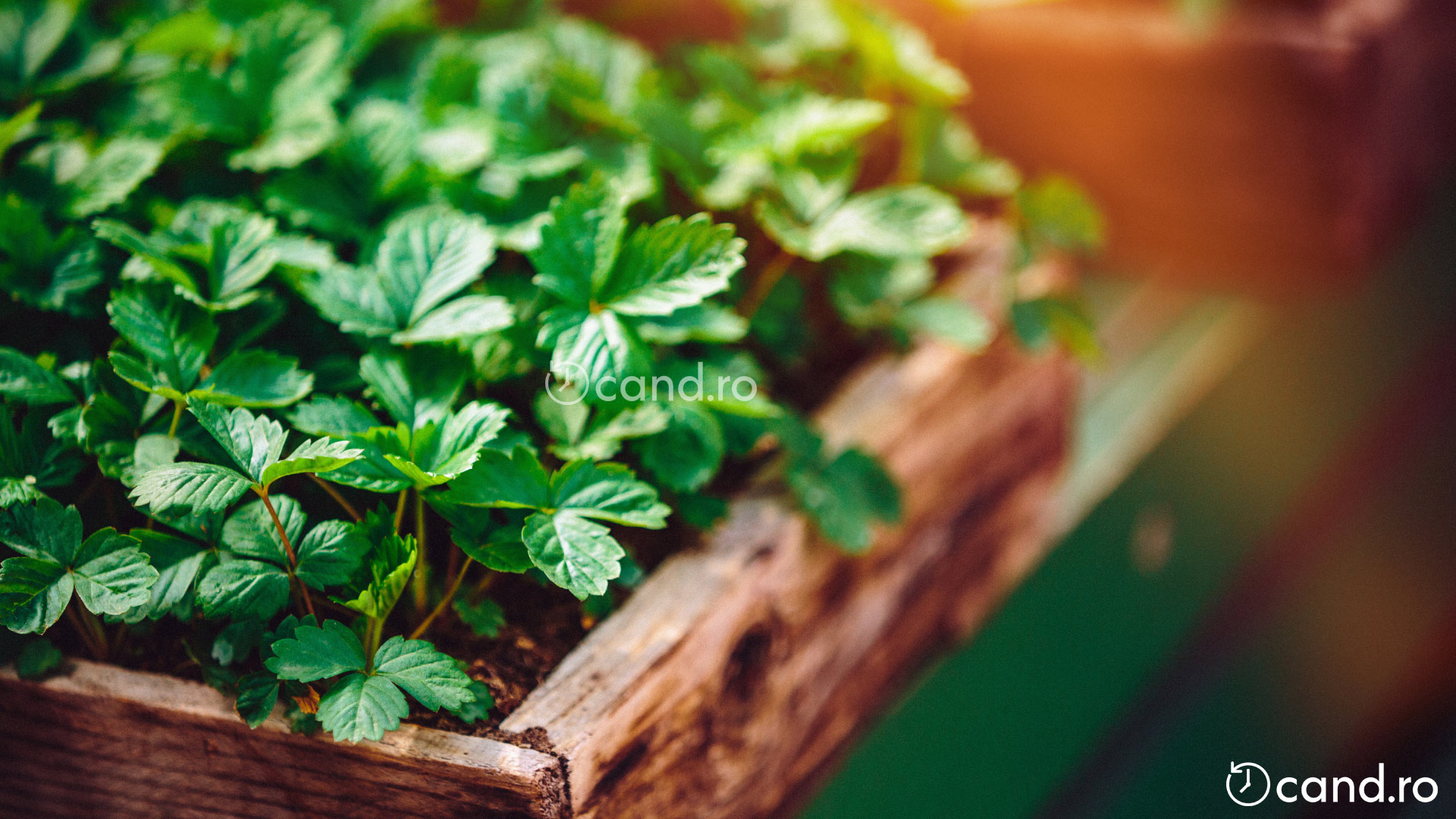 Cand se planteaza capsunii primavara sau toamna - cand.ro