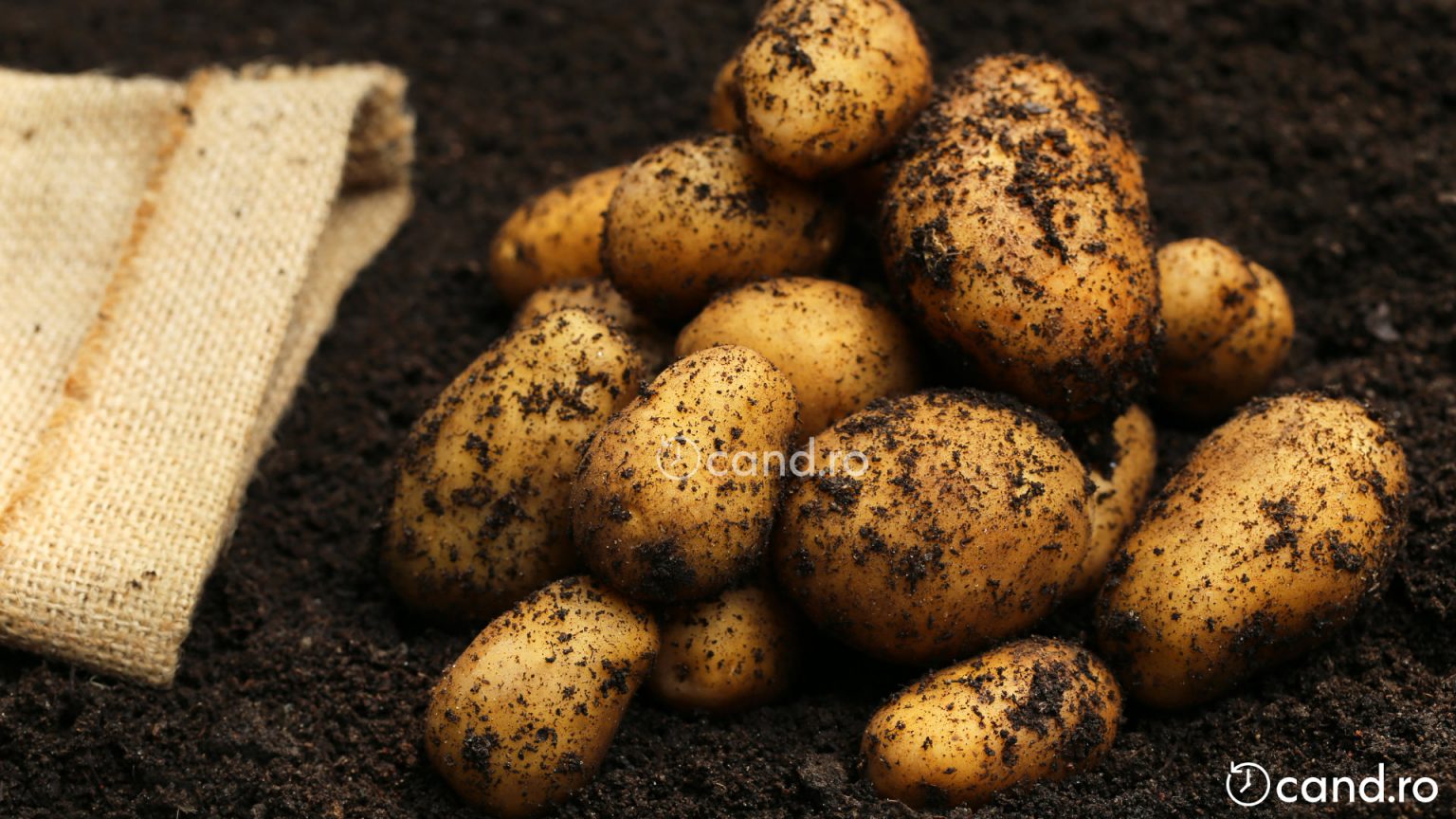 Cand se planteaza cartofii primavara. Care este perioada ideala? - cand.ro