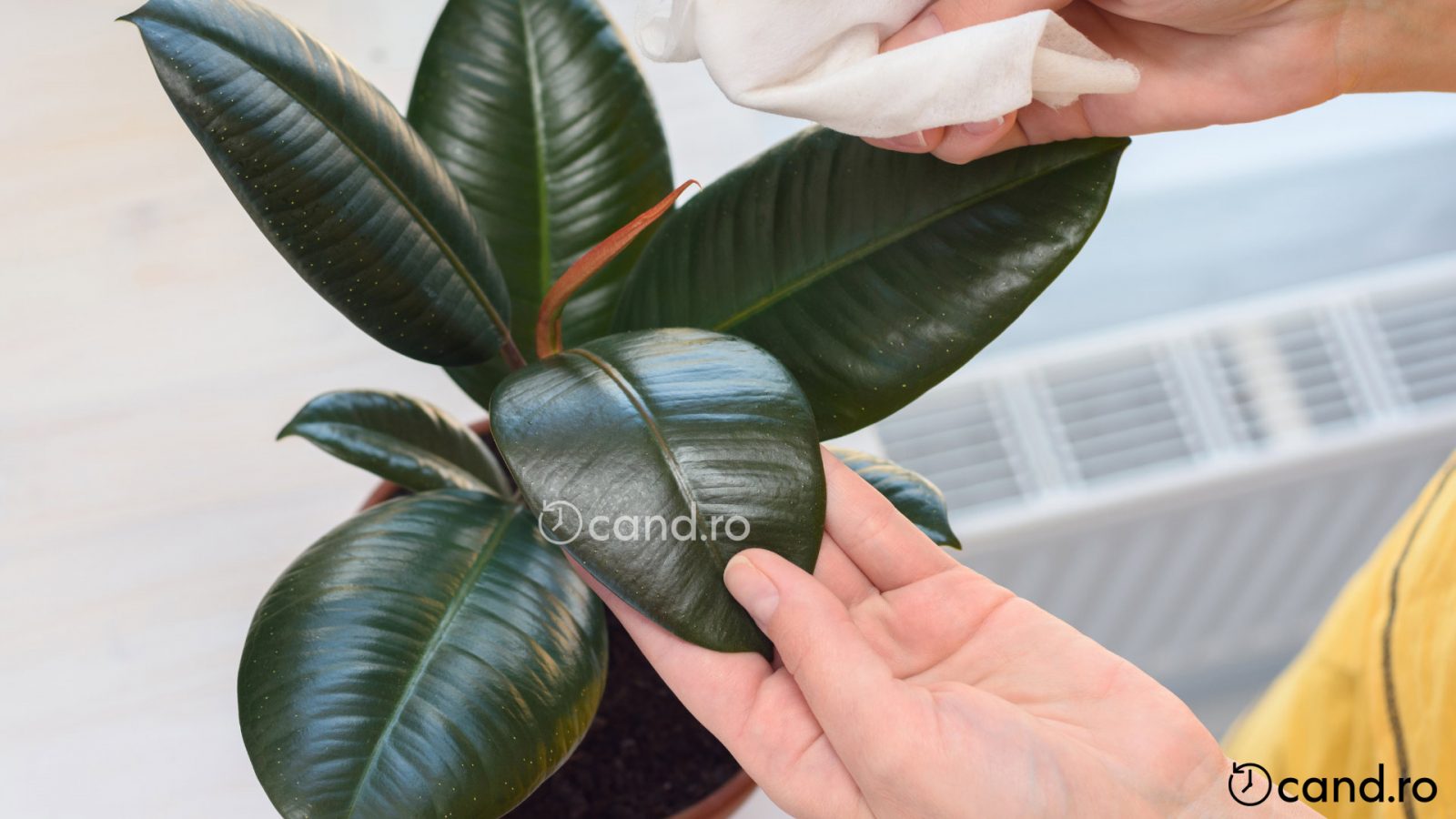 Cand se taie ficusul si de ce este necesar sa faci asta - cand.ro