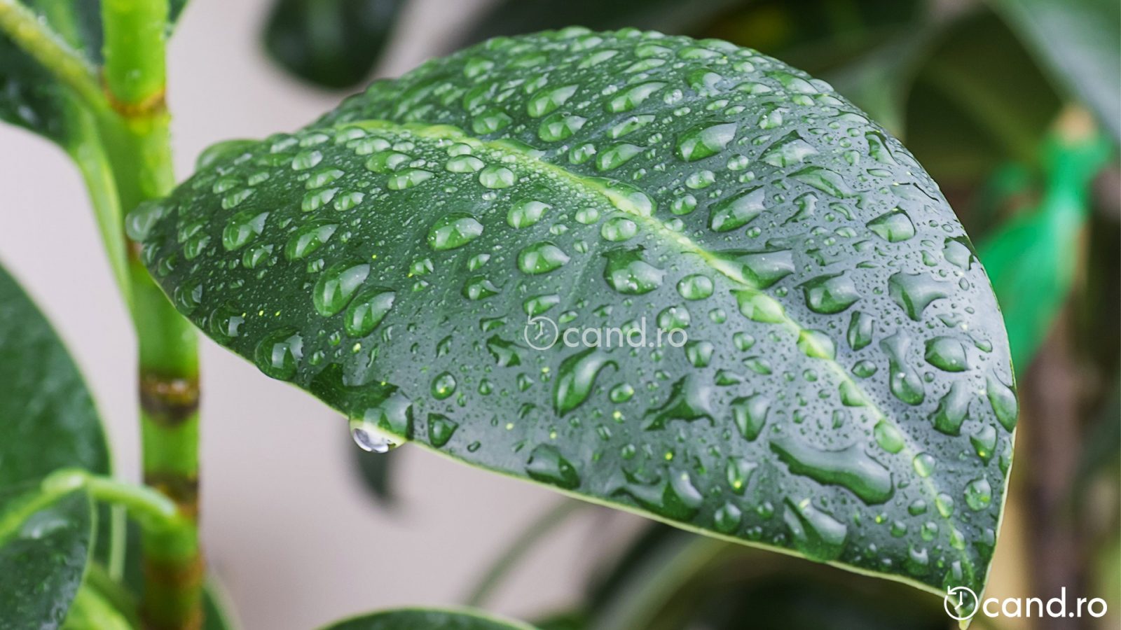 Cand se taie ficusul si de ce este necesar sa faci asta - cand.ro