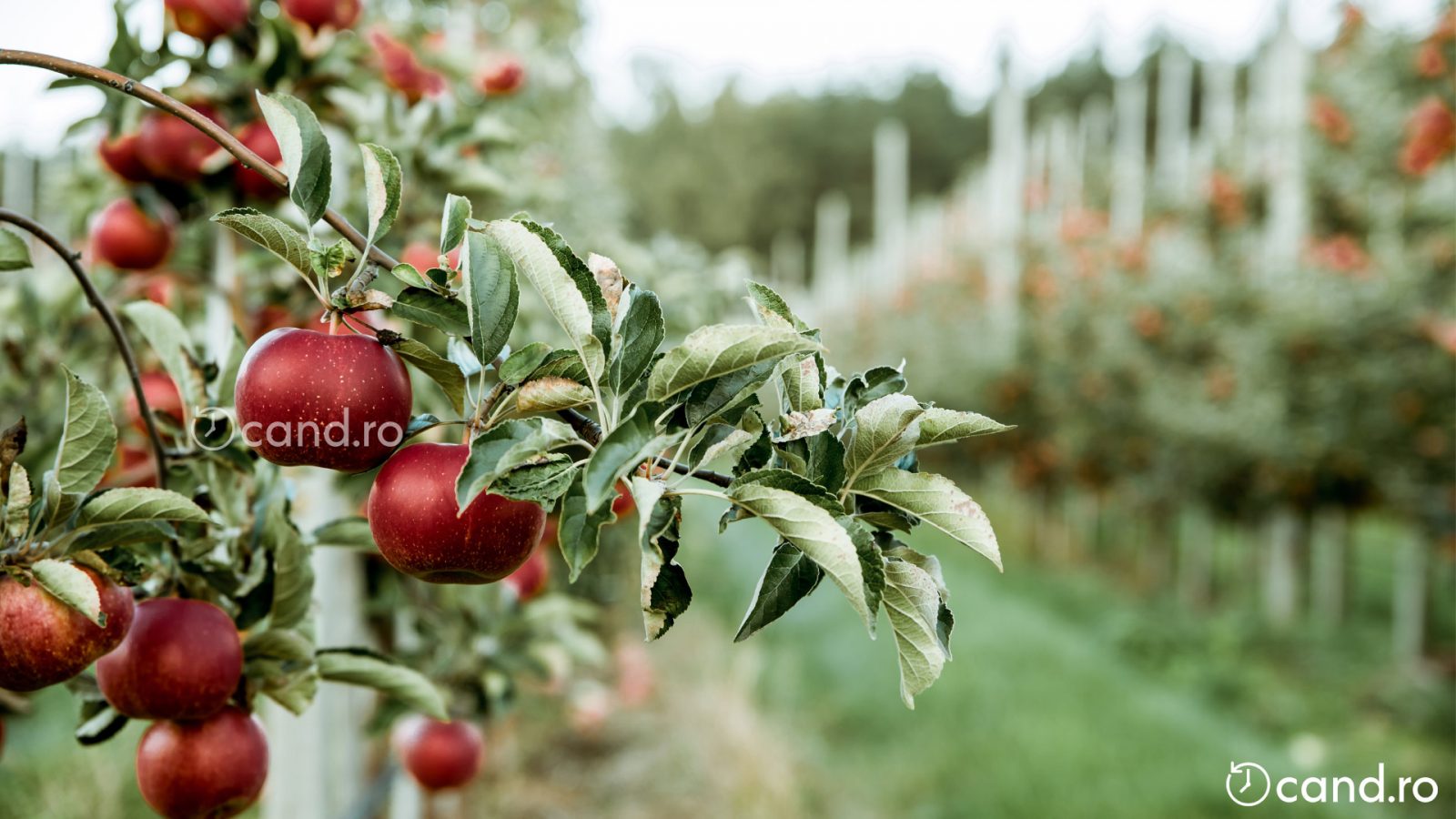 Cand se stropesc merii si care sunt produsele recomandate - cand.ro