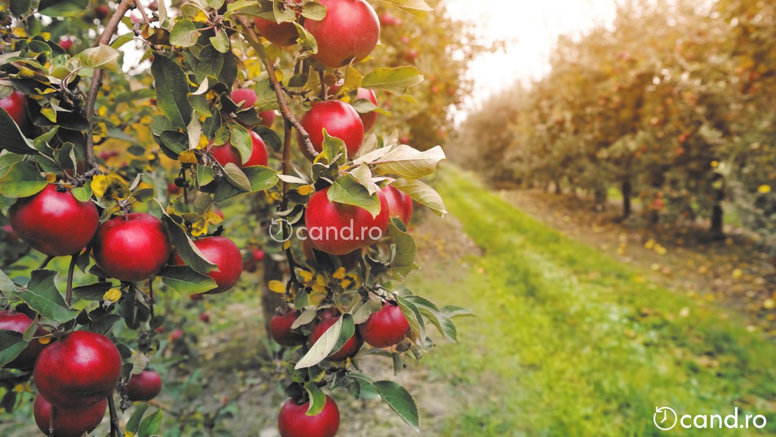 Cand se stropesc merii si care sunt produsele recomandate - cand.ro