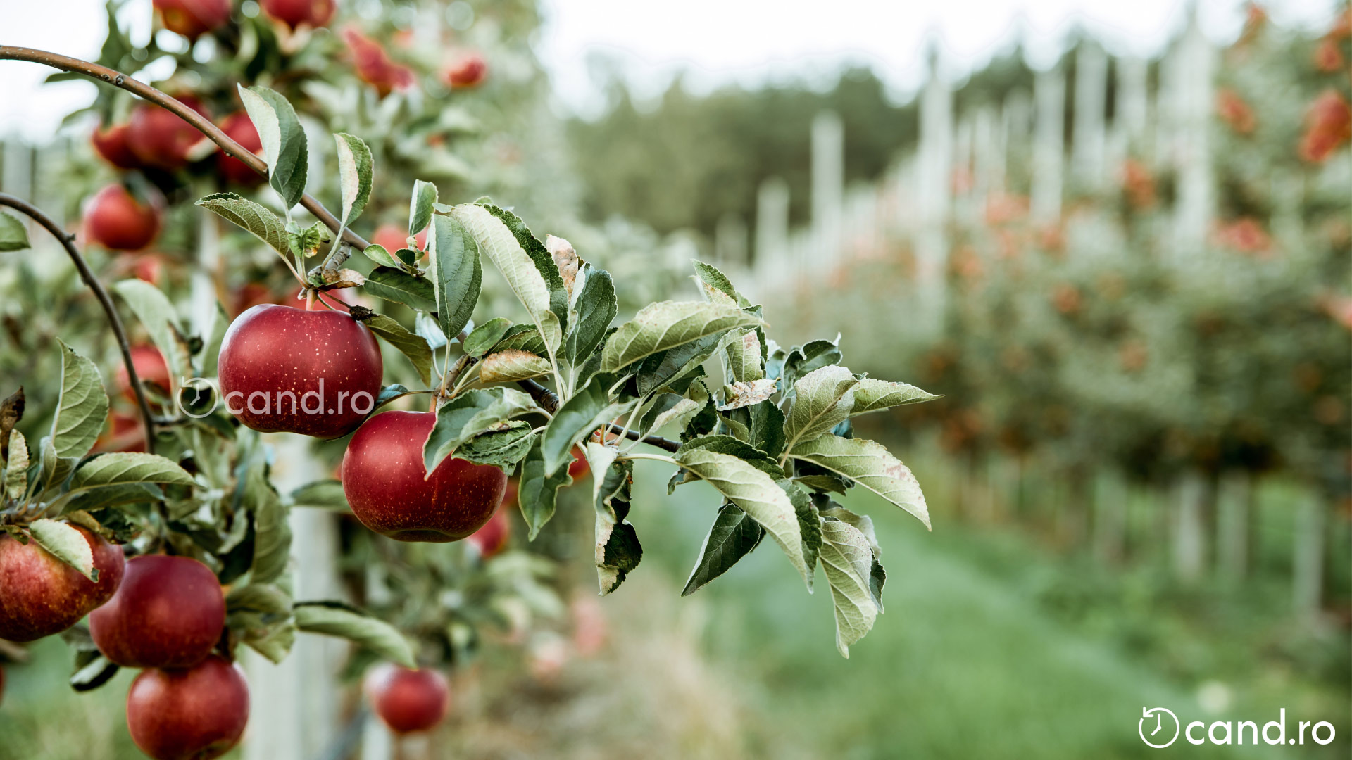 Cand se stropesc merii si care sunt produsele recomandate - cand.ro