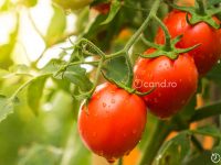 Cand se aplica ingrasamant foliar Cropmax la rosii - cand.ro