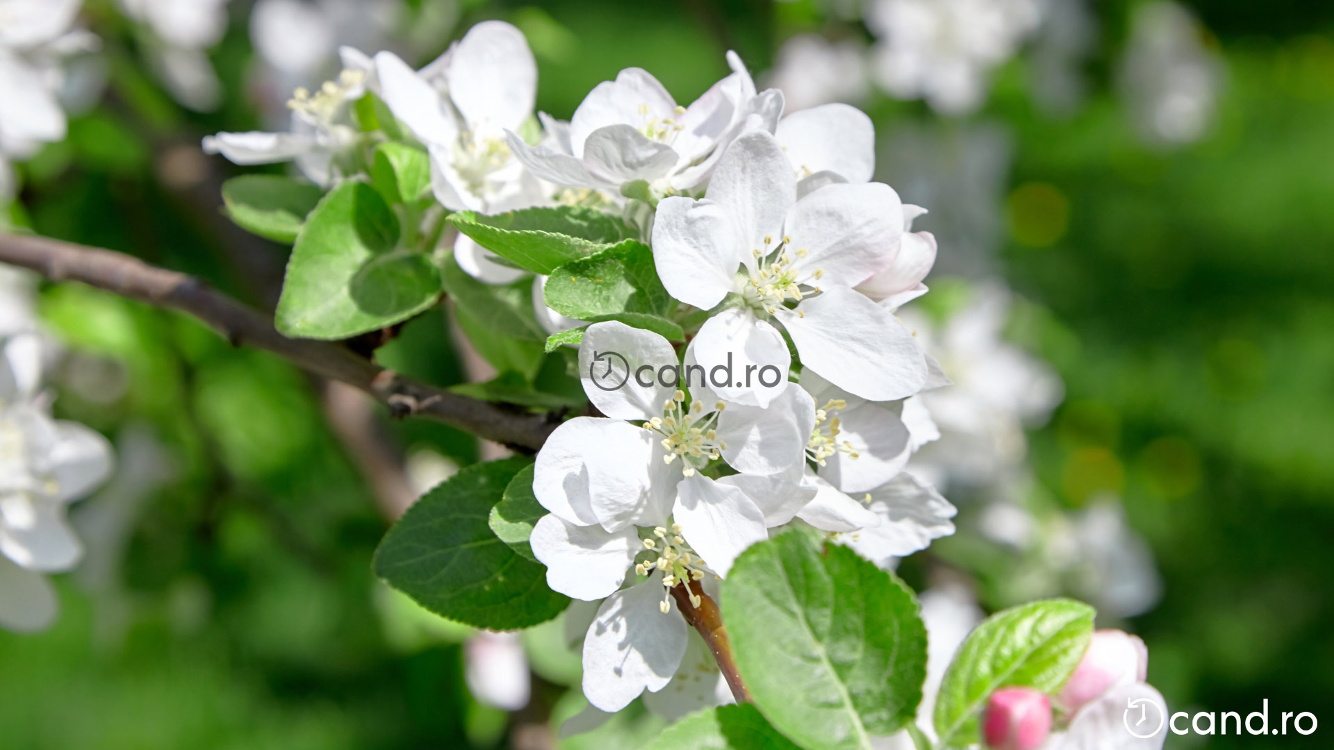 Cand se stropesc merii si care sunt produsele recomandate - cand.ro