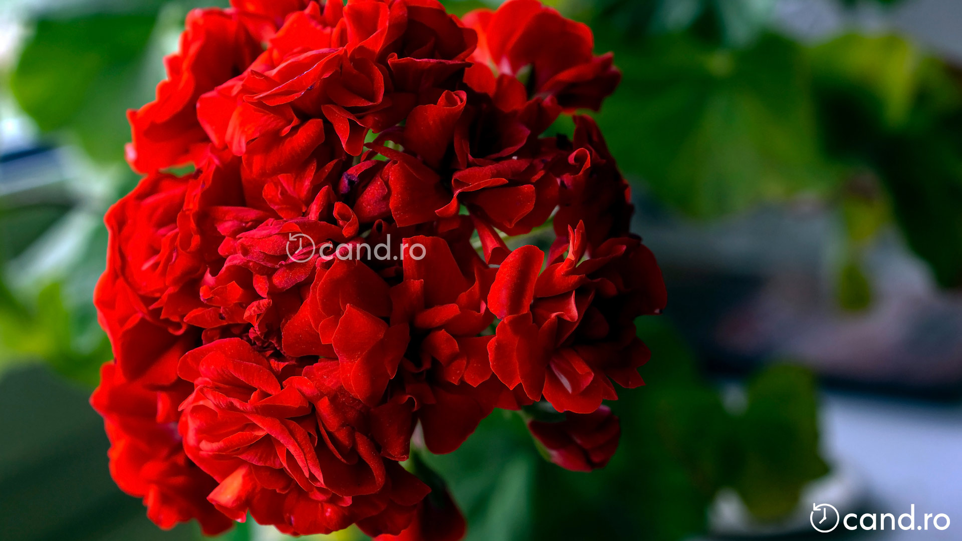 Cand se face ciupirea muscatelor si de ce este necesara - cand.ro