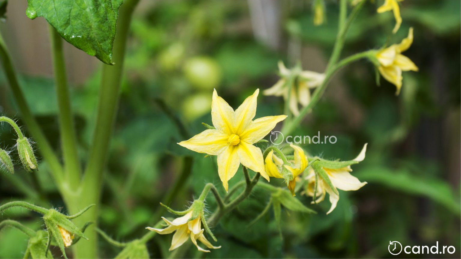 Cand se stropesc rosiile. Schema de tratamente la tomate - cand.ro