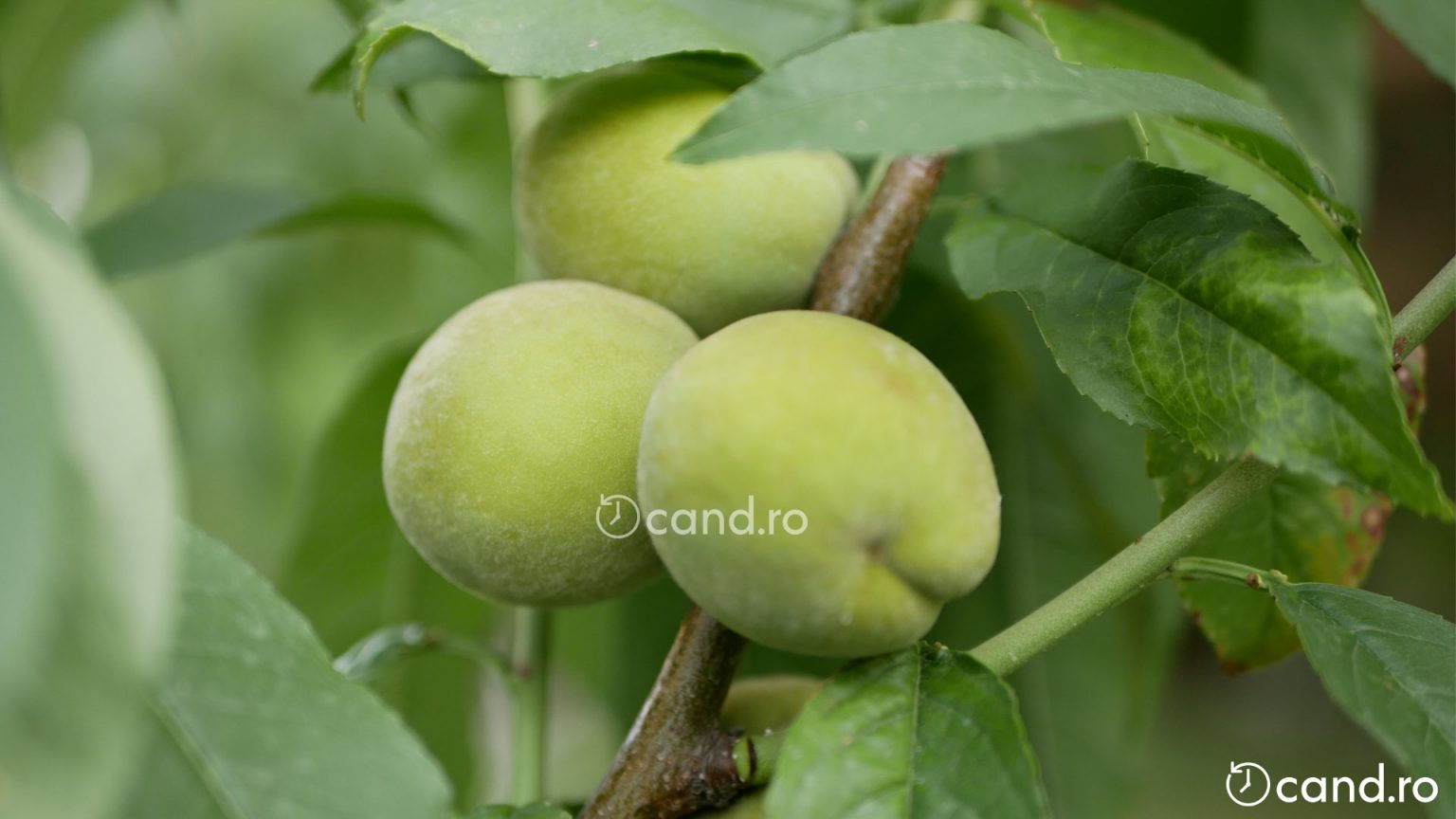 Tratamente la piersici. Cand sa le faci si ce produse sa folosesti ...