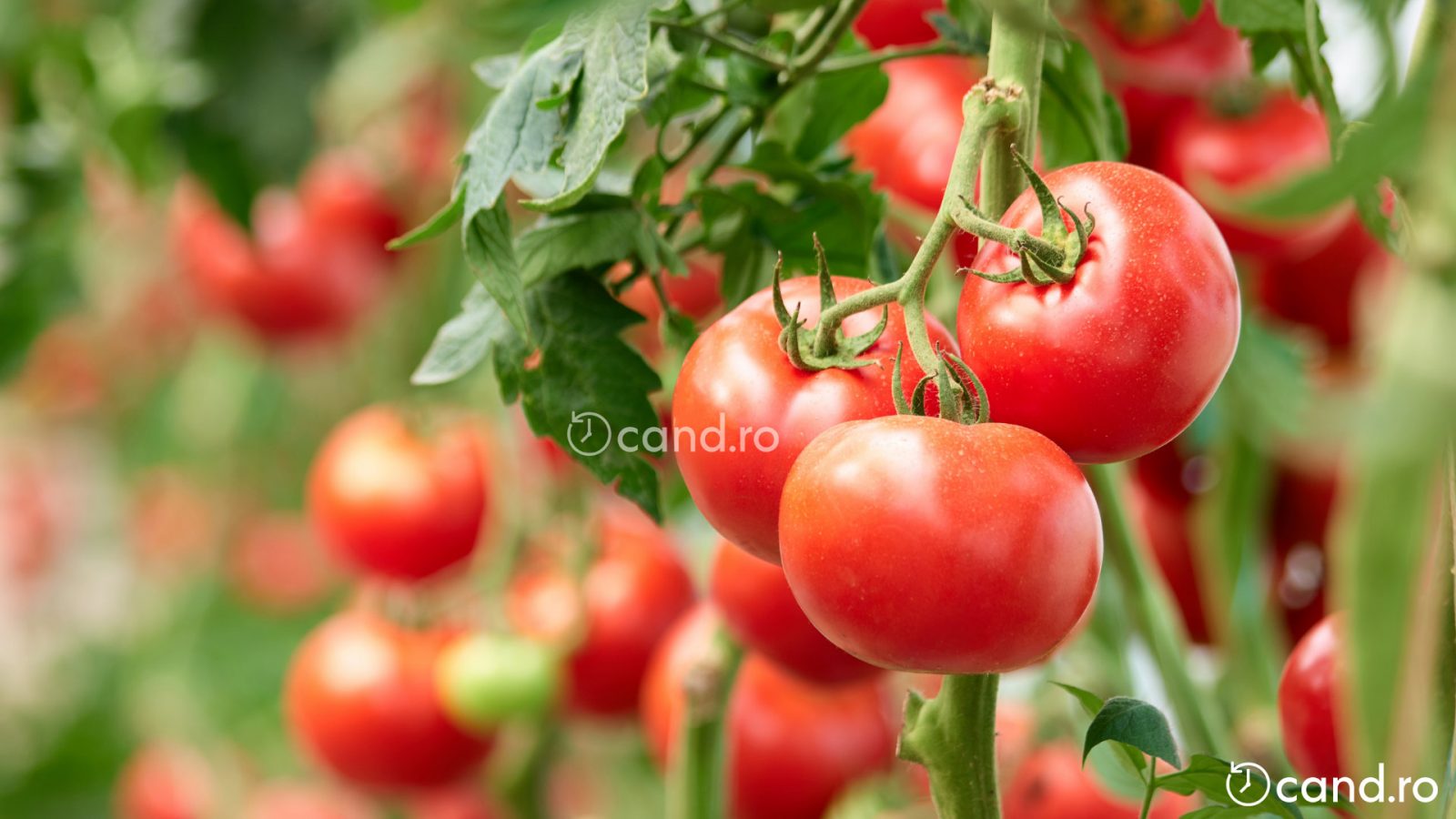 Cand se stropesc rosiile prima data si ce produse sa folosesti - cand.ro