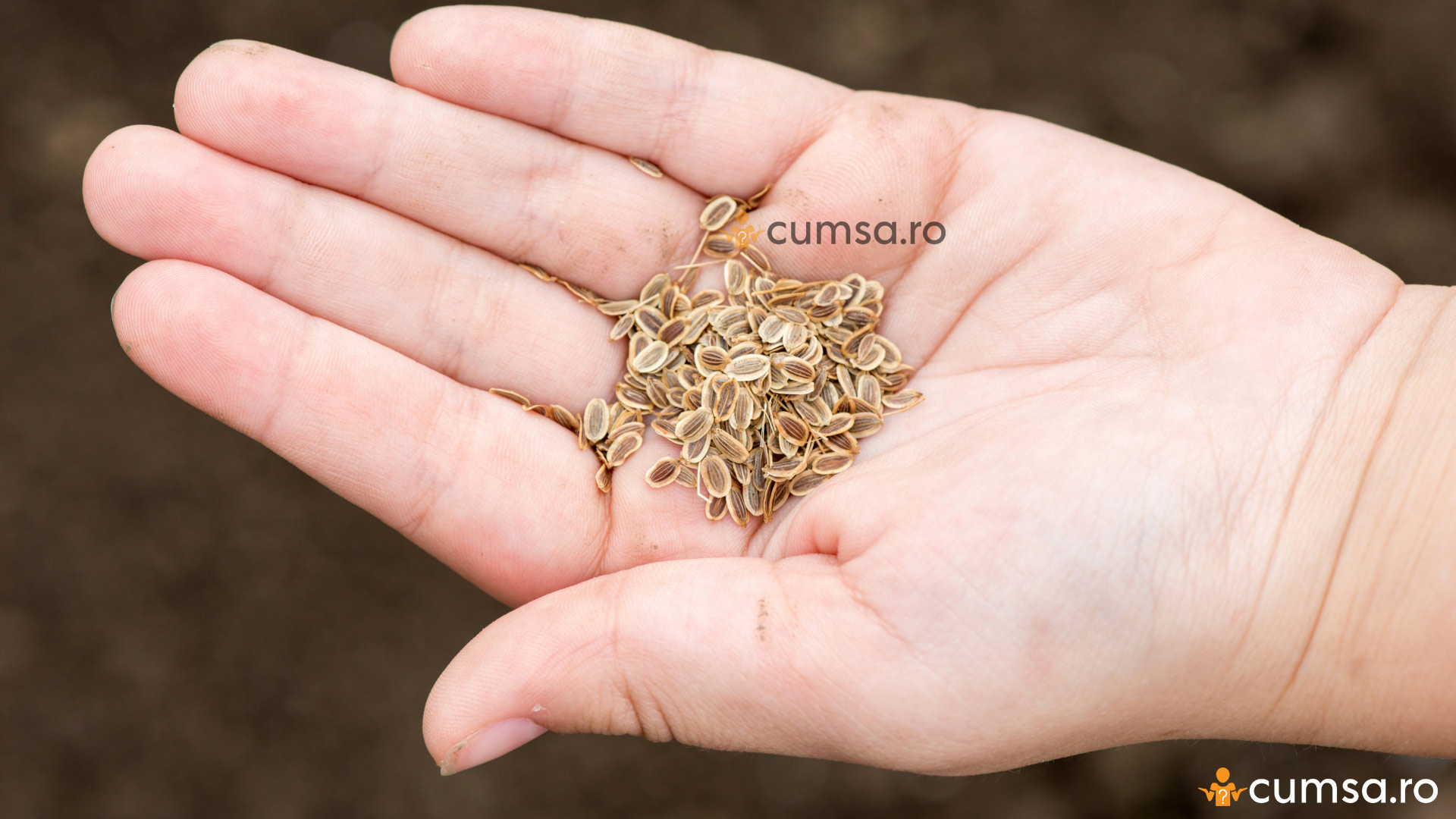 Cand se seamana morcovul in gradina si ce sol prefera - cand.ro