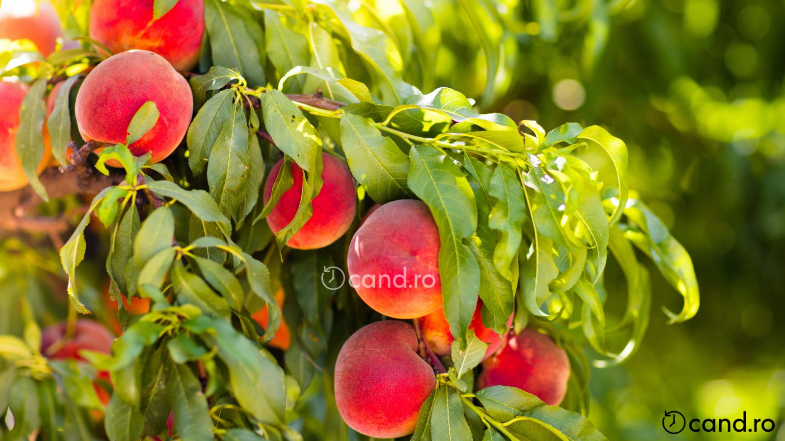 Tratamente la piersici. Cand sa le faci si ce produse sa folosesti ...