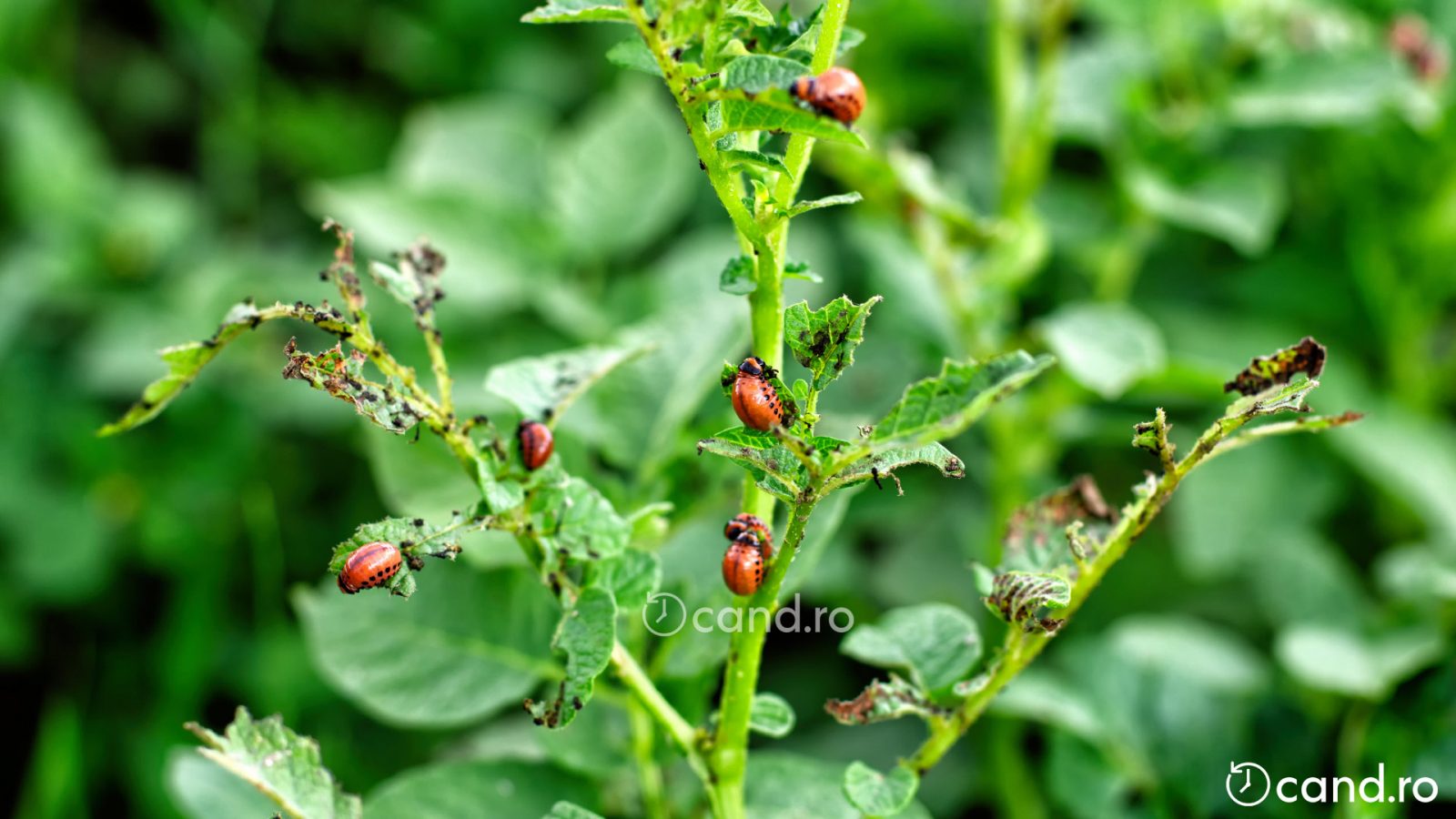 Gandaci de Colorado. Cand se aplica tratamentele la cartofi - cand.ro