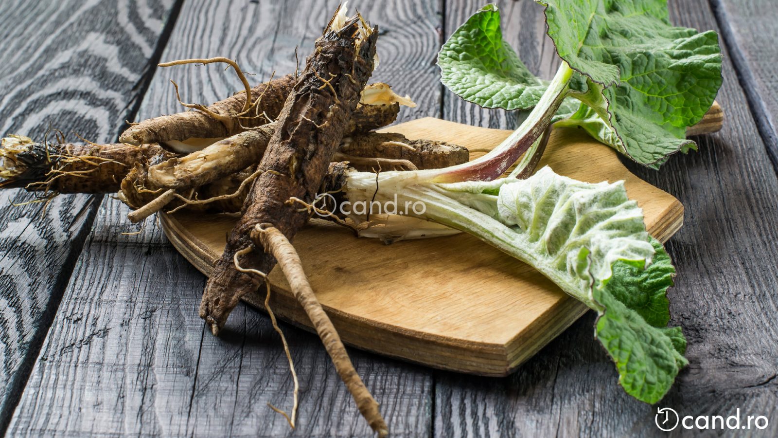 Cand se recolteaza radacina de brusture si la ce poate fi folosita ...