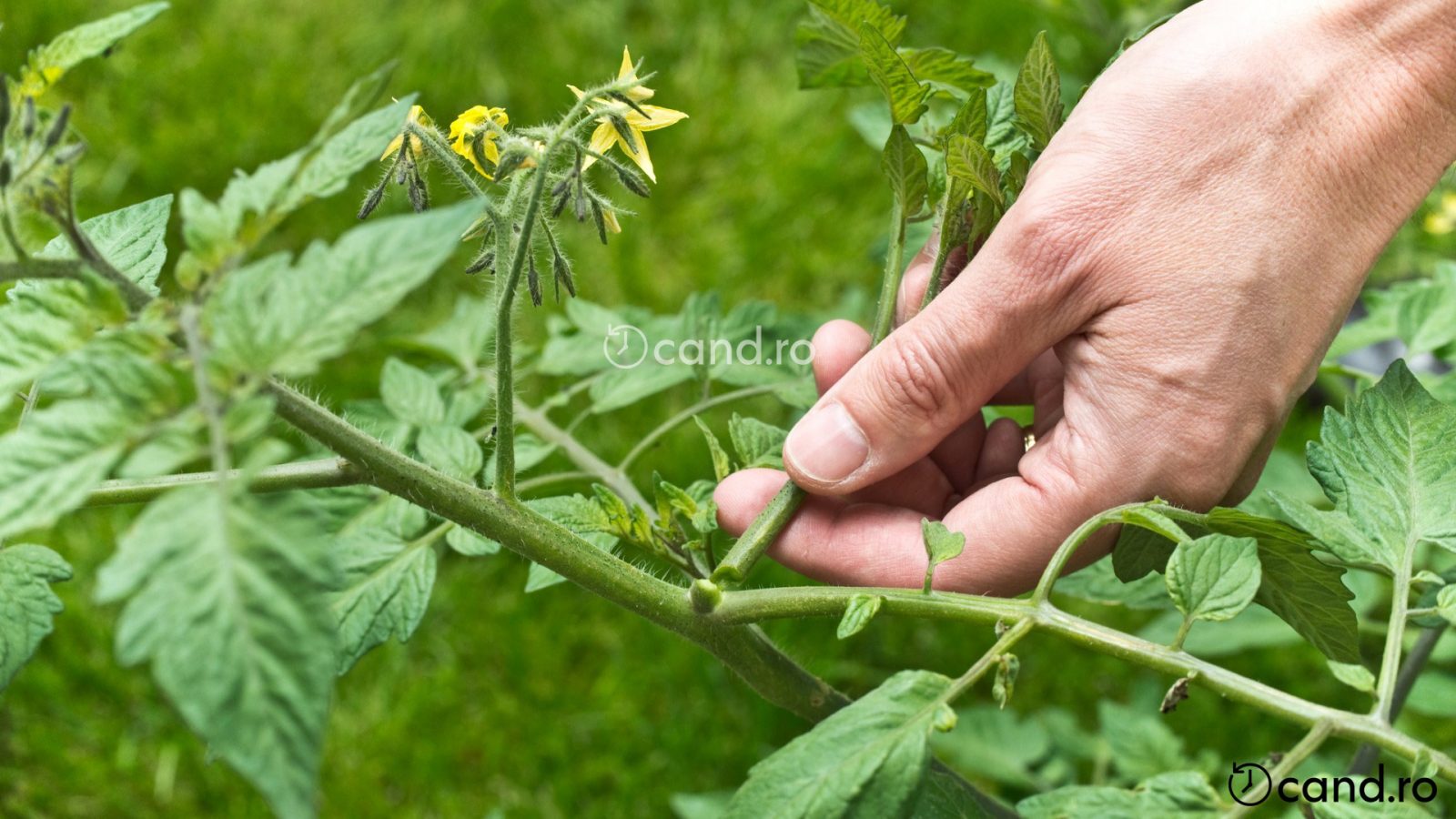 Cand se rup primele frunze la rosii. De ce este necesara defolierea ...