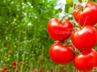 Cand se aplica ingrasamant foliar Cropmax la rosii - cand.ro