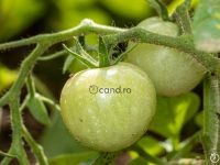 Cand se aplica ingrasamant foliar Cropmax la rosii - cand.ro