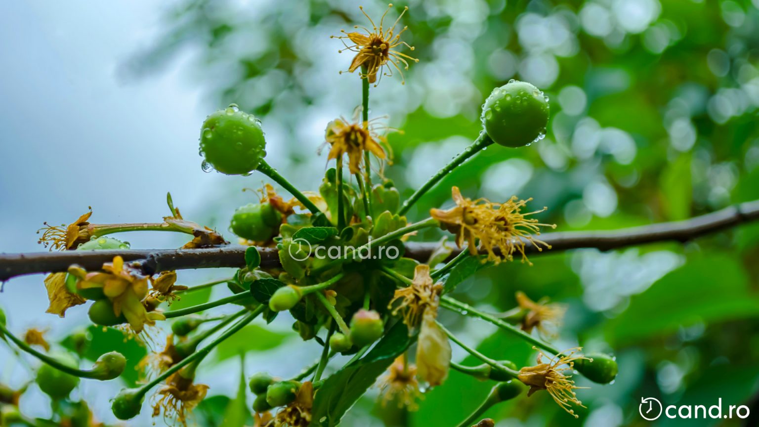 Cand se stropesc ciresii si ce schema de tratamente sa folosesti - cand.ro