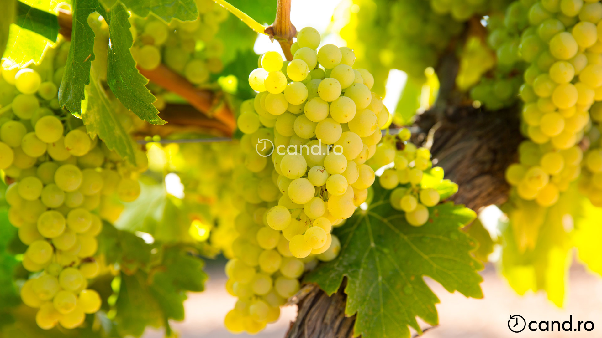 Cand se stropeste via. Iata schema de tratamente pentru vita de vie ...