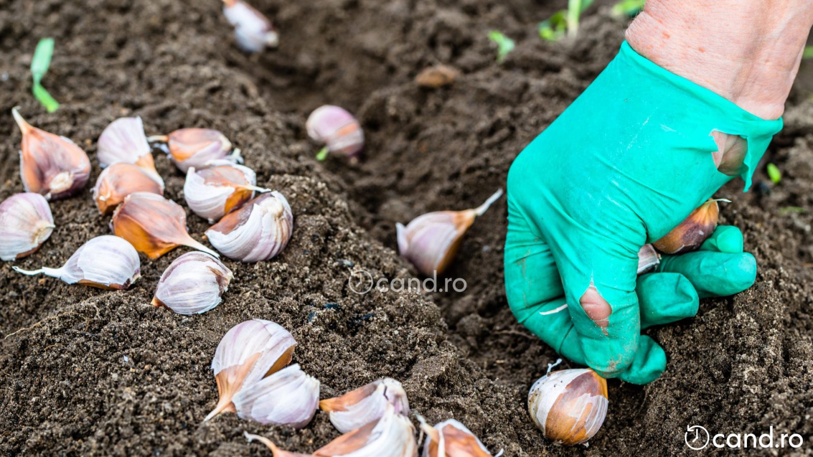 Cand se face plantarea usturoiului toamna. Sfaturi utile! - cand.ro