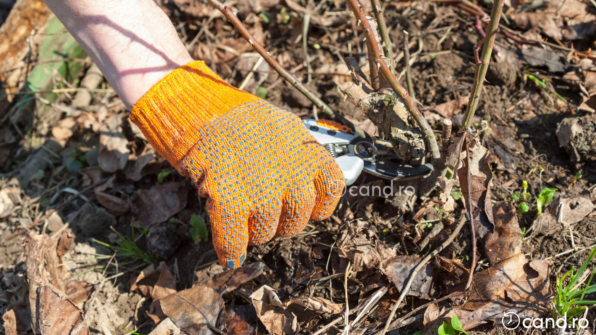 Cand sa faci musuroirea trandafirilor si in ce consta asta - cand.ro