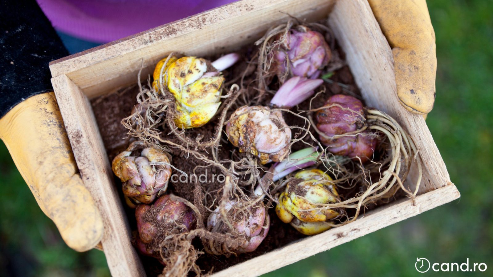 Cand se scot bulbii de crini din pamant si cum se pastreaza - cand.ro