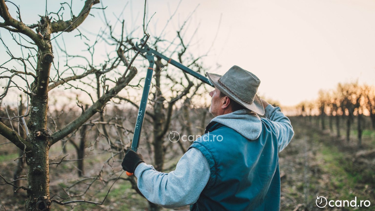 Cand se taie caisul si de ce sunt necesare taierile - cand.ro