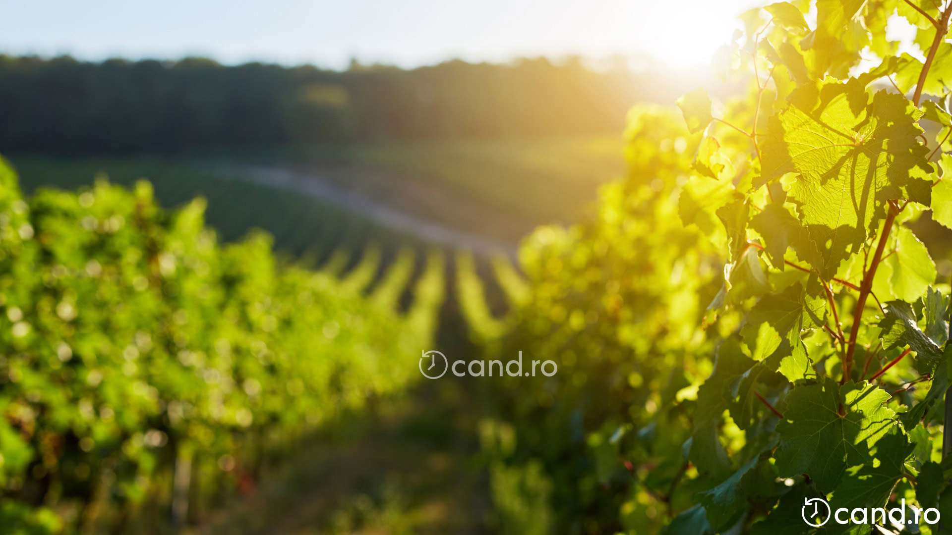 Cand se planteaza vita de vie. Sfaturi pentru incepatori - cand.ro