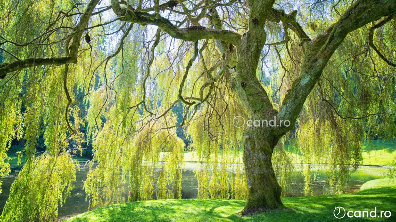 Cand se planteaza salcia. Sfaturi utile pentru incepatori - cand.ro