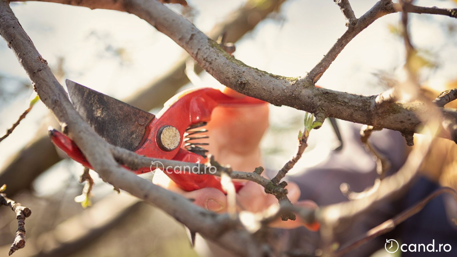 Cand se taie caisul si de ce sunt necesare taierile - cand.ro