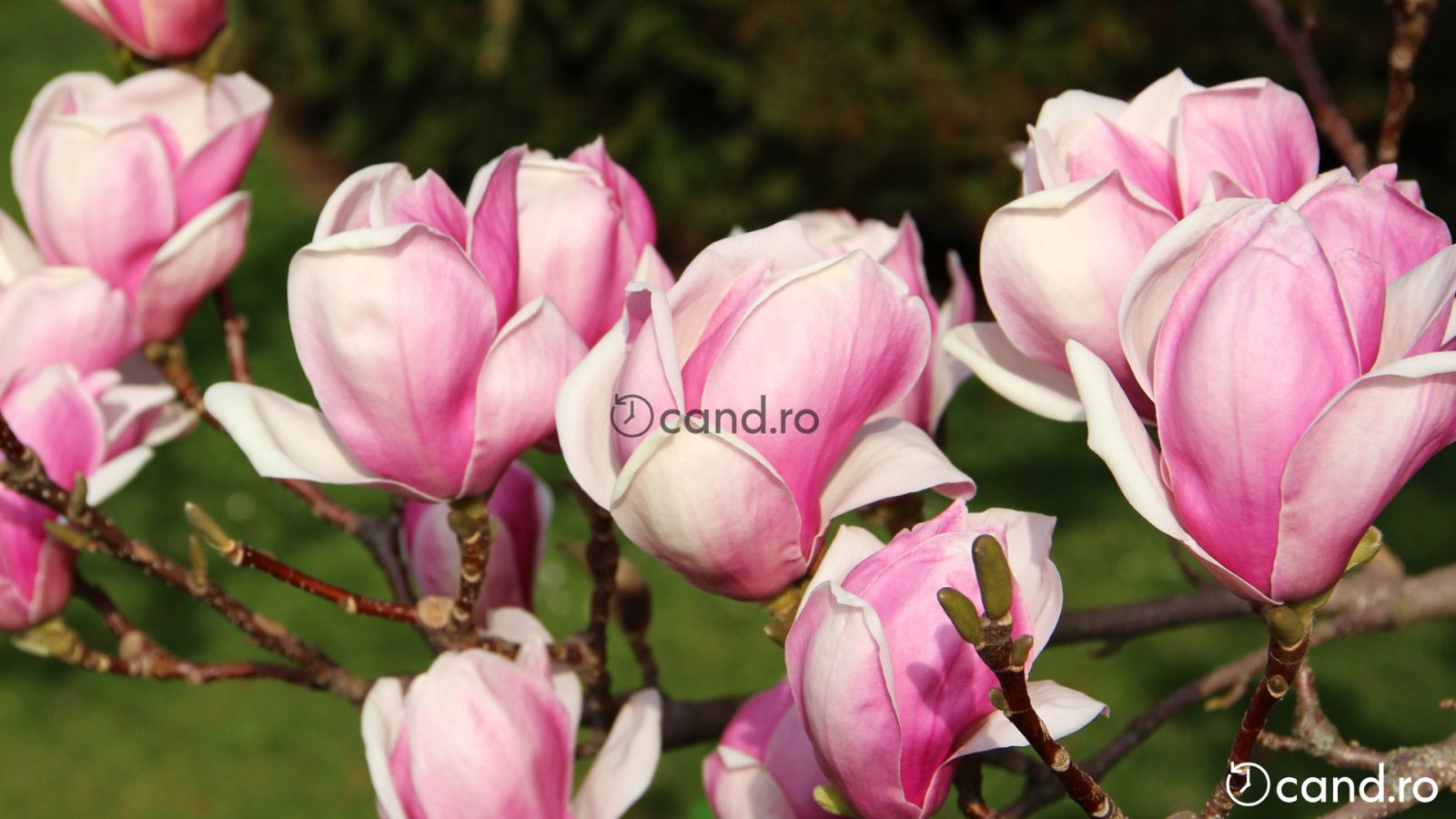Cand se planteaza magnolia din ghiveci. Ce trebuie sa stii - cand.ro