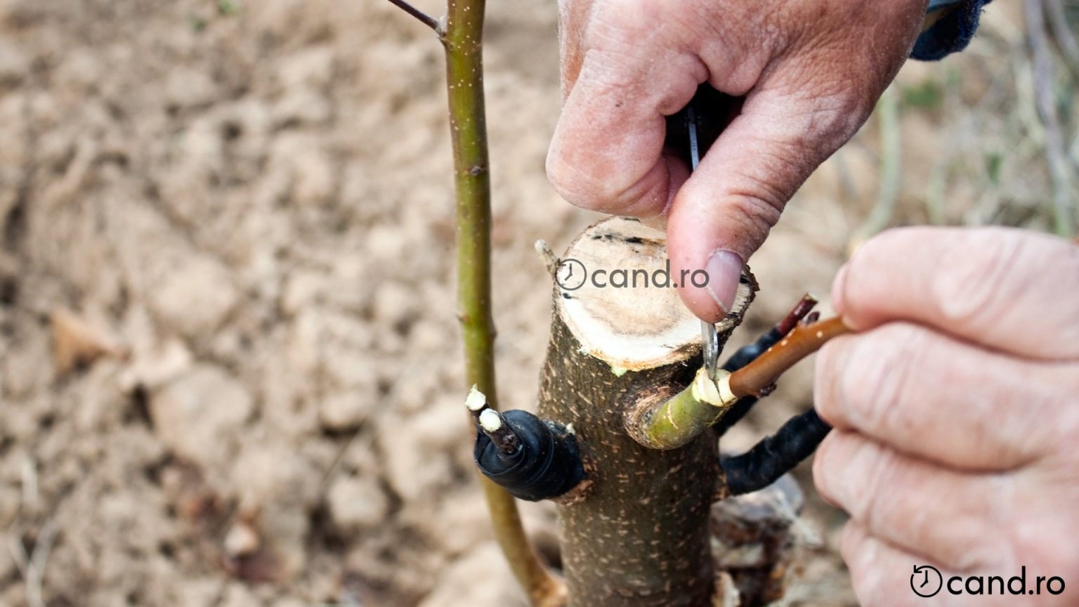Cand se altoiesc pomii fructiferi si cum sa faci asta - cand.ro