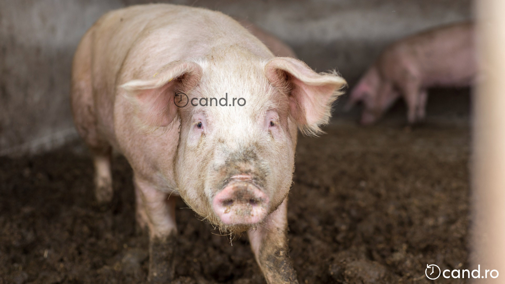 Cand trebuie chemat veterinarul la taierea porcului - cand.ro