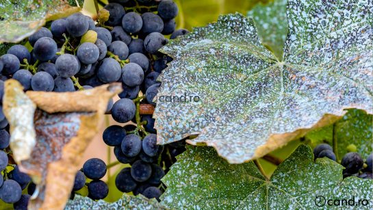 Cand se stropeste via cu piatra vanata si cum sa faci solutia - cand.ro