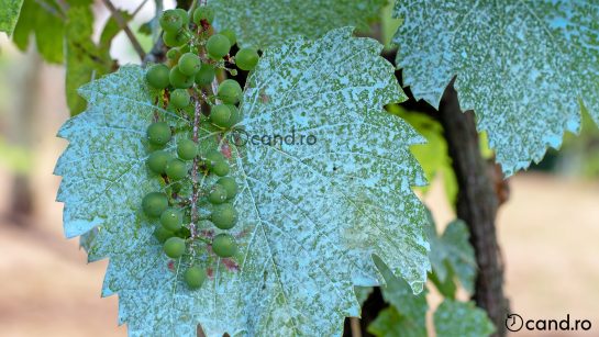 Cand se stropeste via cu piatra vanata si cum sa faci solutia - cand.ro