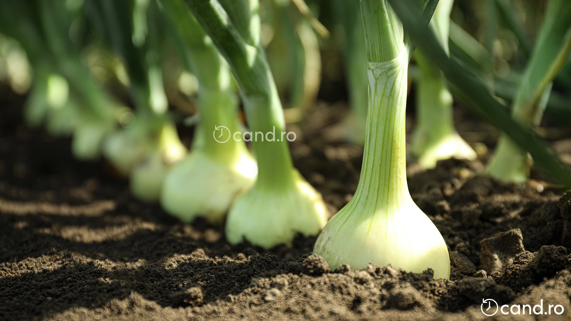 Cand se stropeste ceapa si care este schema de tratament - cand.ro